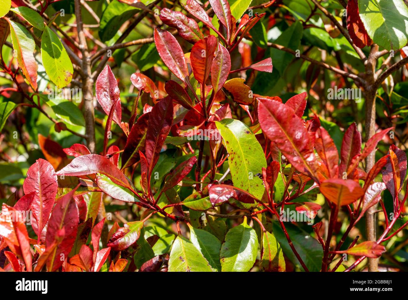 Photinia x fraseri 'Red Robin' un arbuste à fleurs de printemps ...