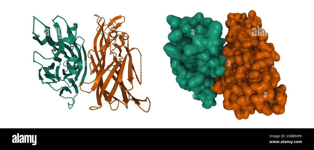 Structure cristalline de l'hétérodimère staphylococcique gamma ...