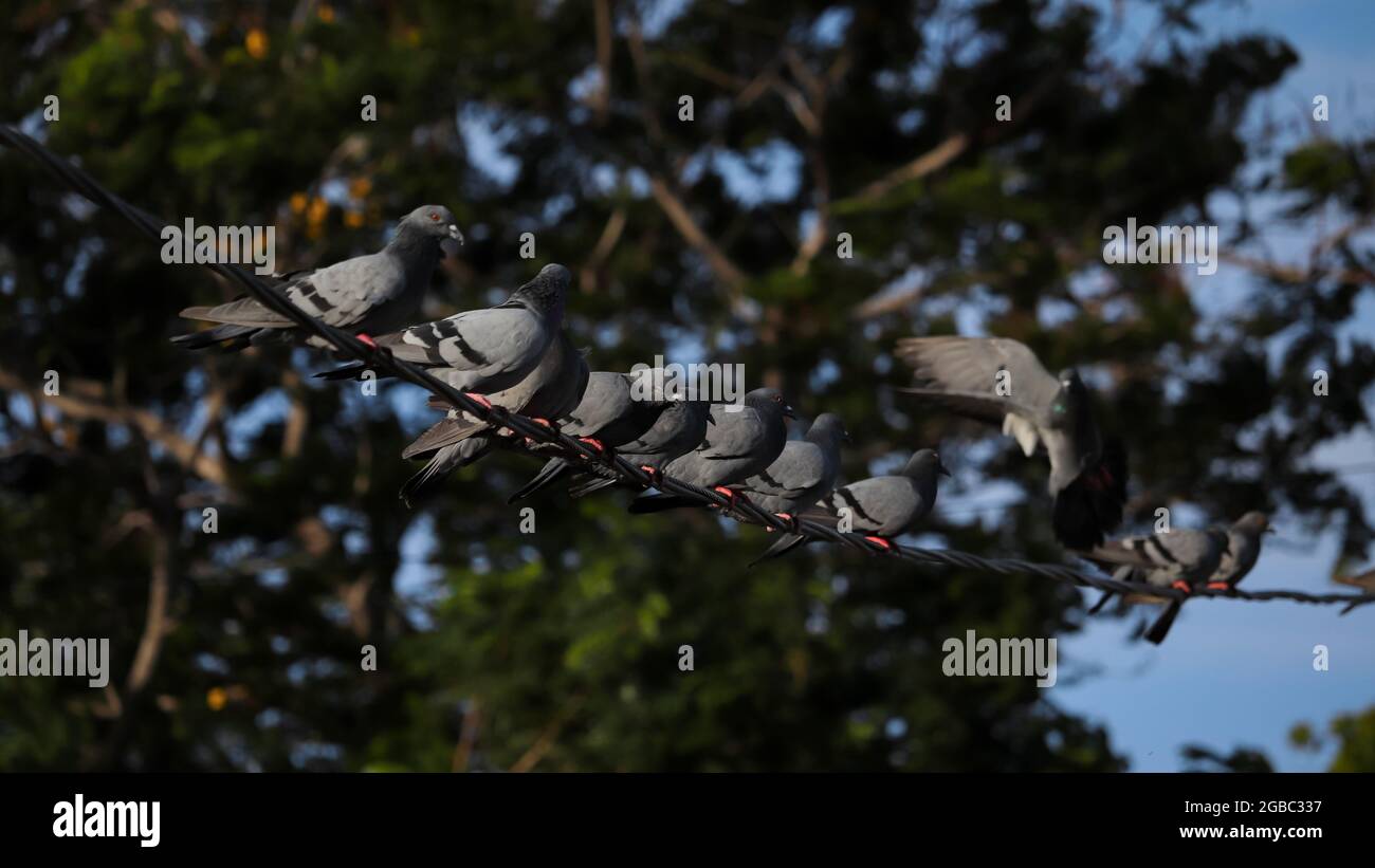 Pigeons assis sur le mur Banque de photographies et d’images à haute ...