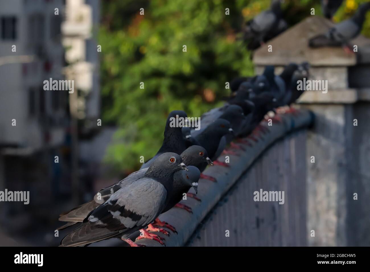 Pigeons assis sur le mur Banque de photographies et d’images à haute ...