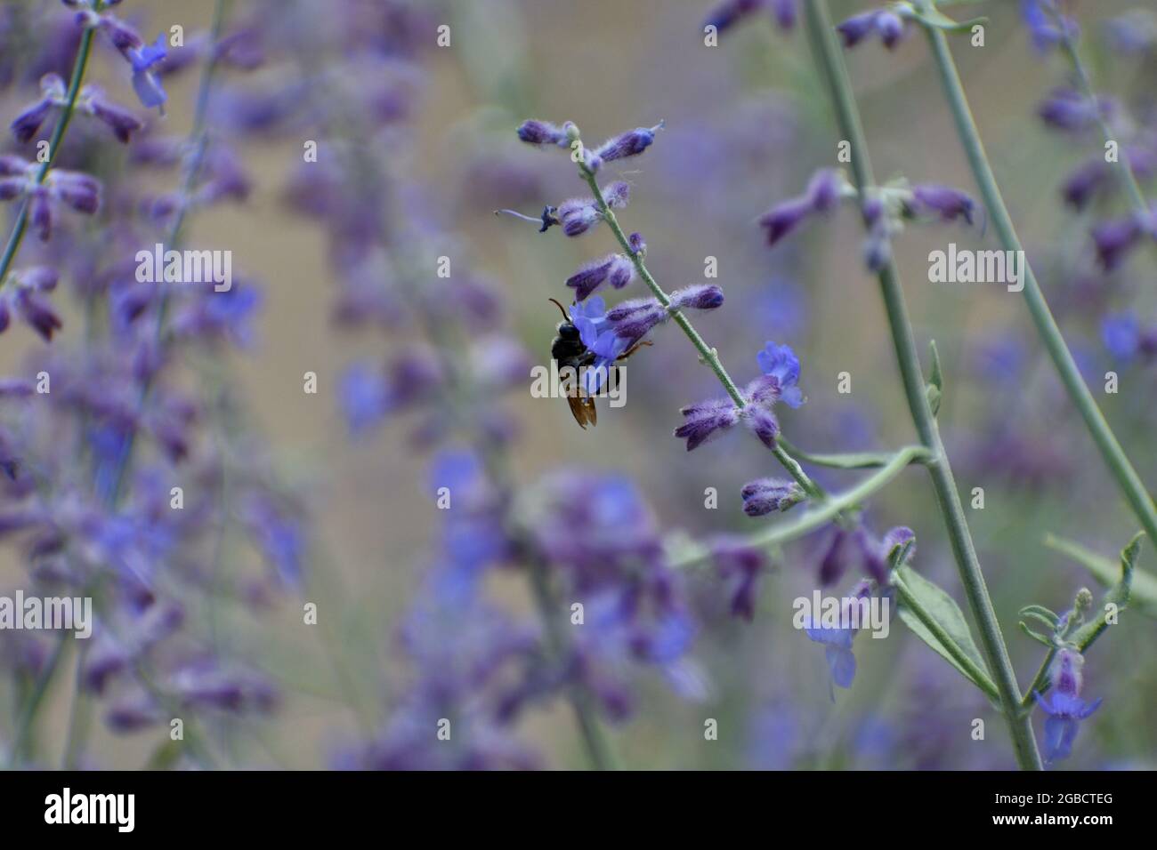 Russian sage perovskia atriplicifolia Banque de photographies et d ...