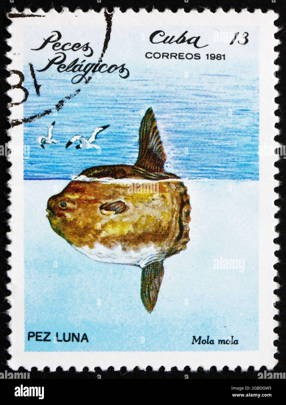 Poisson pélagique Banque de photographies et d’images à haute ...