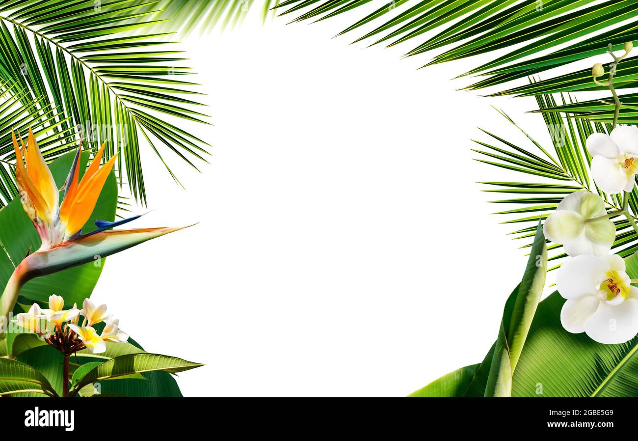 Cadre d'été avec feuilles de palmier tropicales fraîches plantes et ...