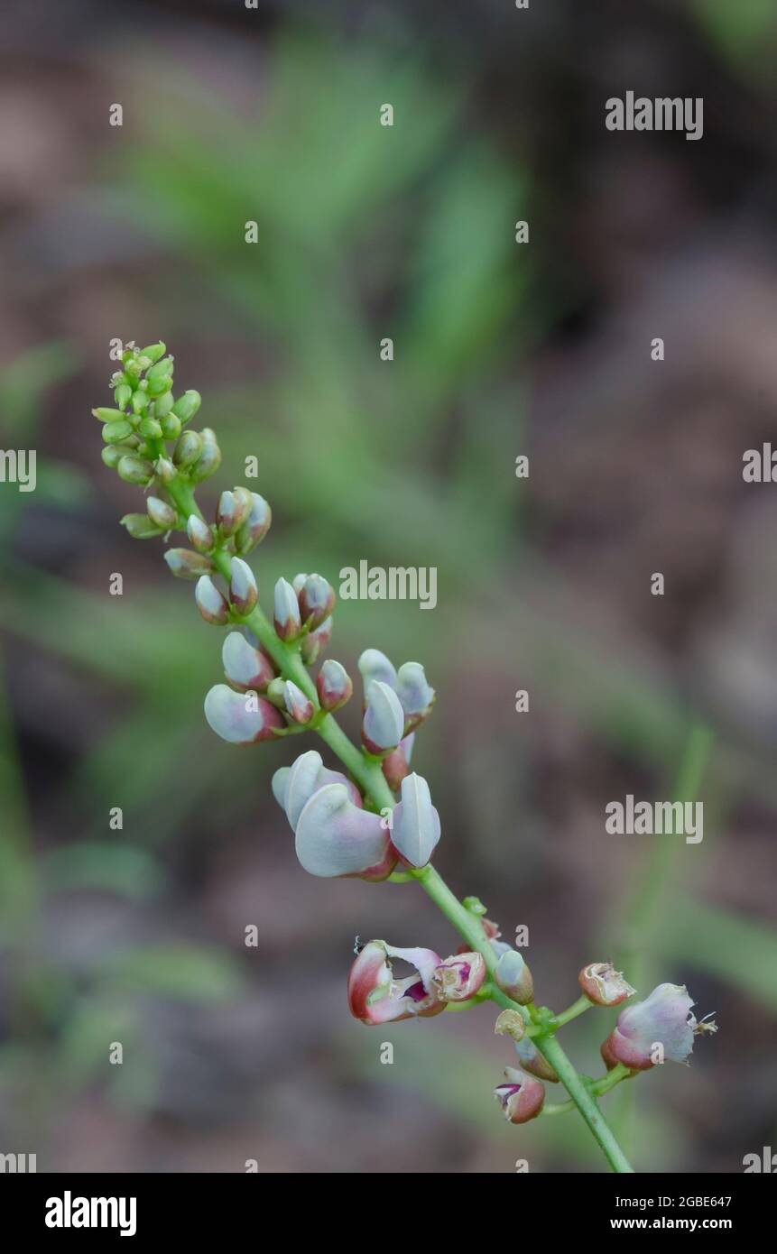Apios apios Banque de photographies et d’images à haute résolution - Alamy