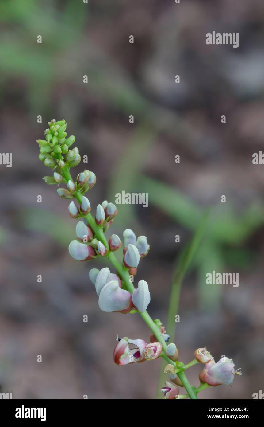 Apios apios Banque de photographies et d’images à haute résolution - Alamy