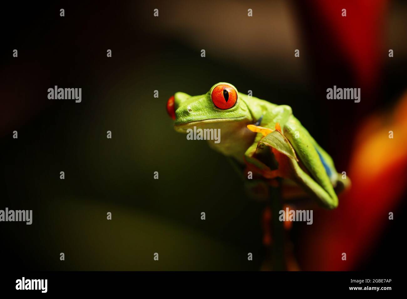 Grenouille d'arbre à yeux rouges sur la fleur à la frontière du Panama ...