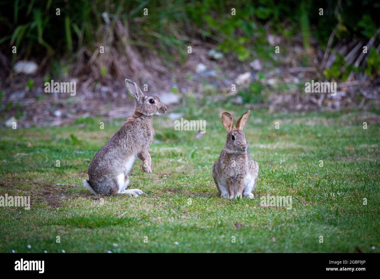 Lapins sauvages dans l'herbe Banque de photographies et d’images à haute résolution - Alamy