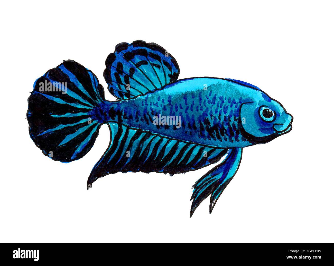 Poisson bleu sur fond blanc Banque de photographies et d’images à haute ...