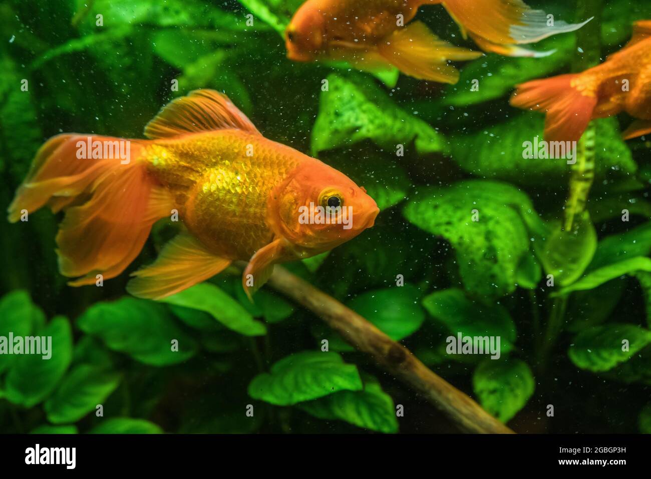 Common carp carassius auratus Banque de photographies et d’images à ...