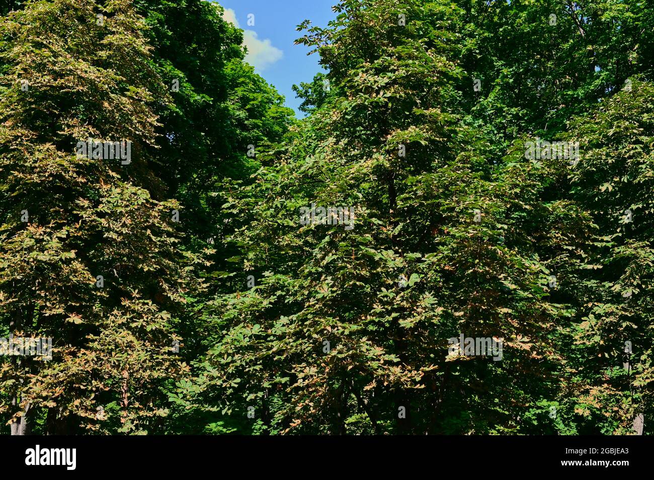 Les branches des châtaigniers.Arbre de châtaigne doux et agréable en ...