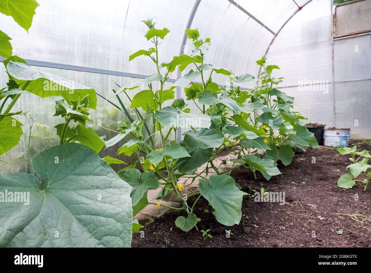 Plante de concombre dans une serre. Grandes feuilles de concombre Photo ...