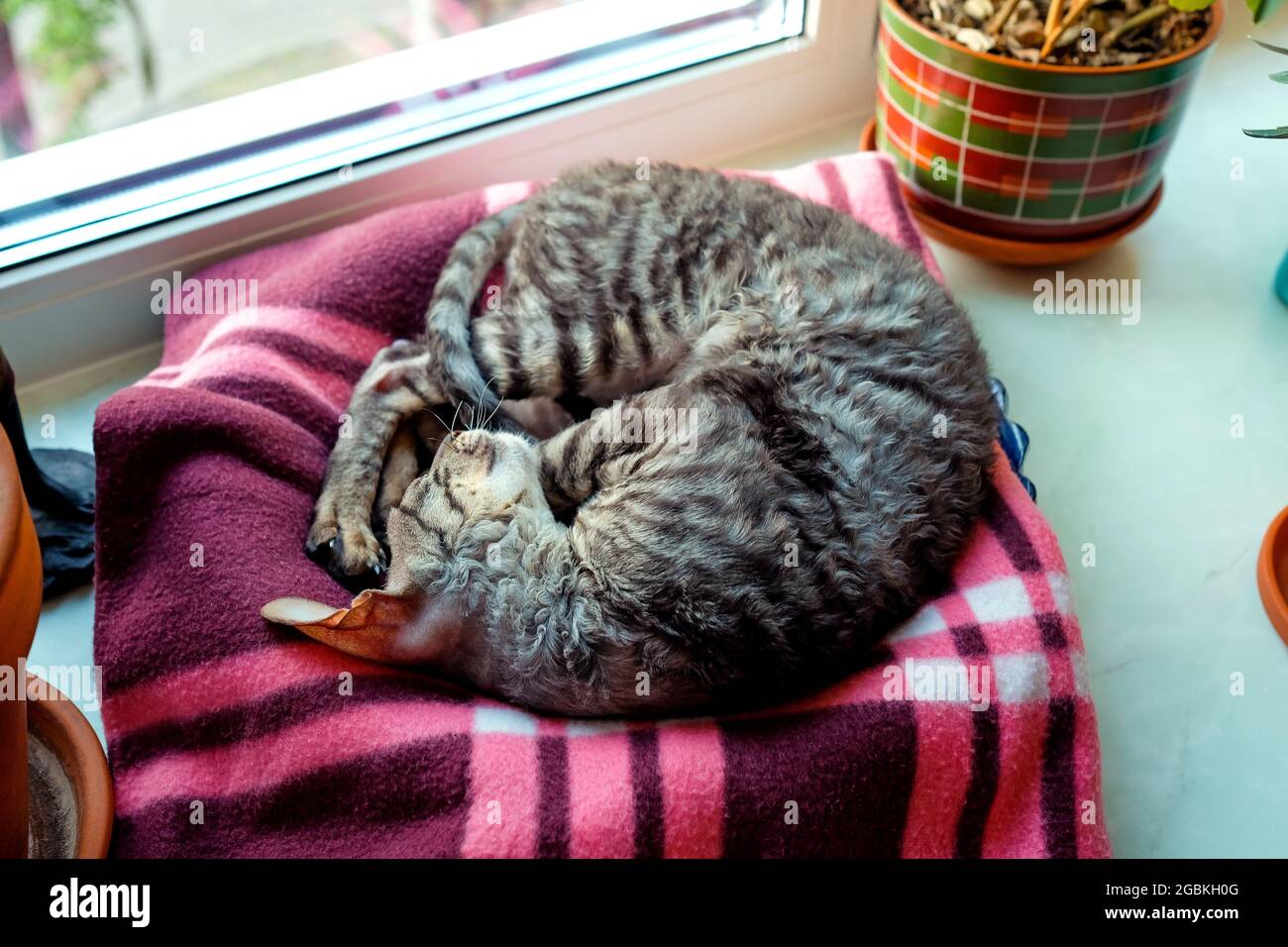 Chat dort dans pot Banque de photographies et d’images à haute ...