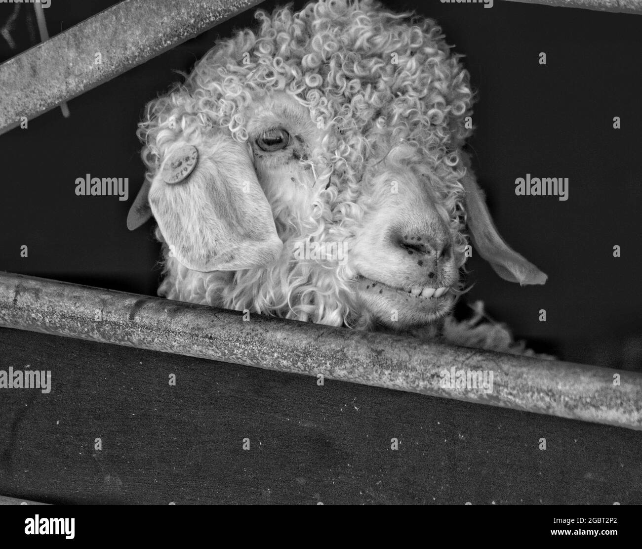 Visage de moutons Banque d'images noir et blanc - Alamy