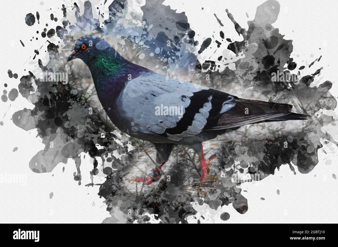 Peinture numérique aquarelle d'une colombe sauvage. Pigeon bleu ou ...