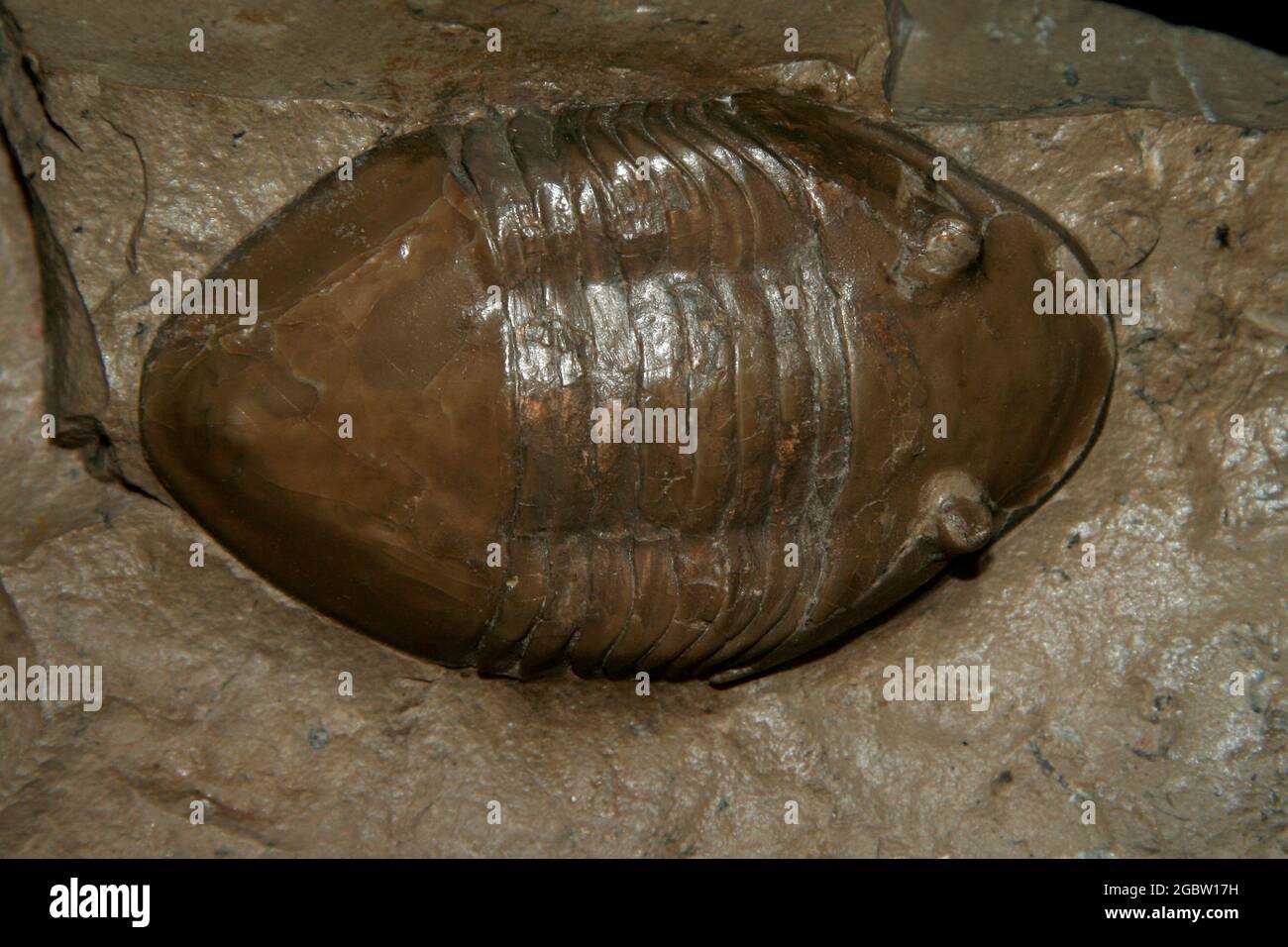 Trilobites fossil Banque de photographies et d’images à haute ...