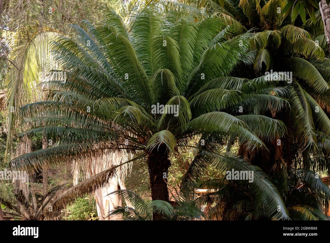 Cycad plant Banque de photographies et d’images à haute résolution - Alamy