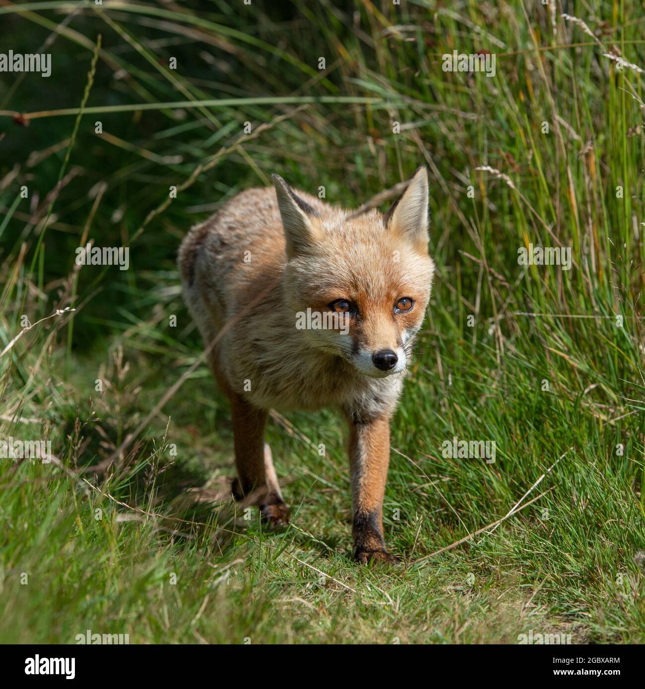 Renard roux vulpes vulpes marchant Banque de photographies et d’images ...