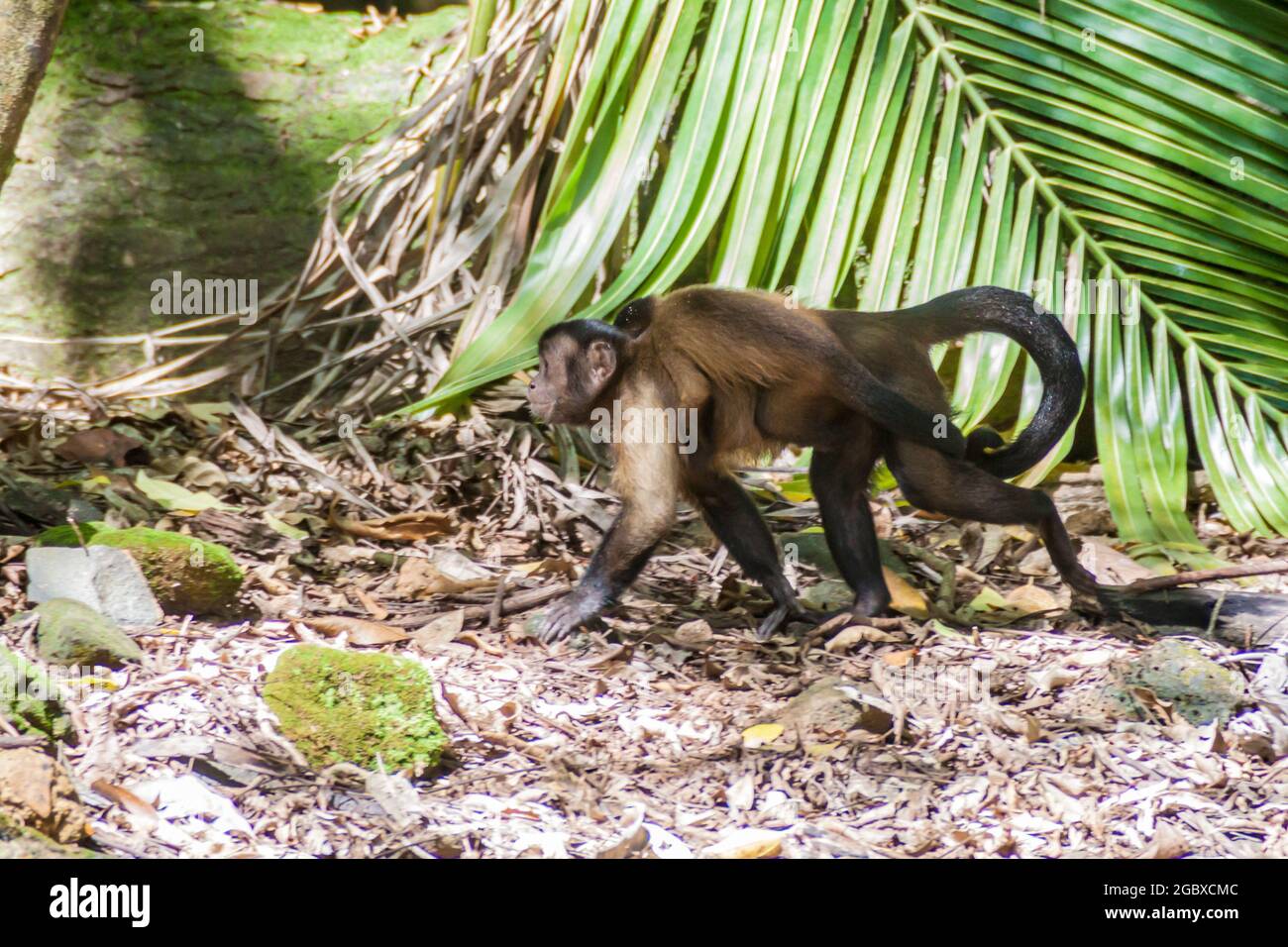 îles du salut Banque de photographies et d’images à haute résolution ...