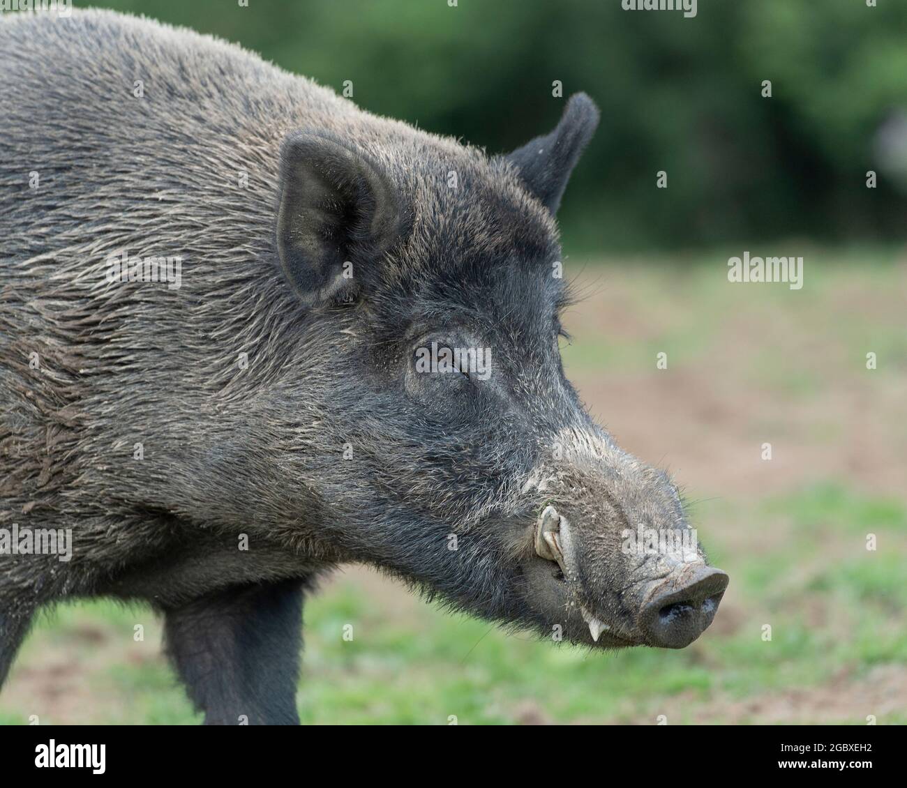 Sanglier avec défenses Banque de photographies et d’images à haute ...