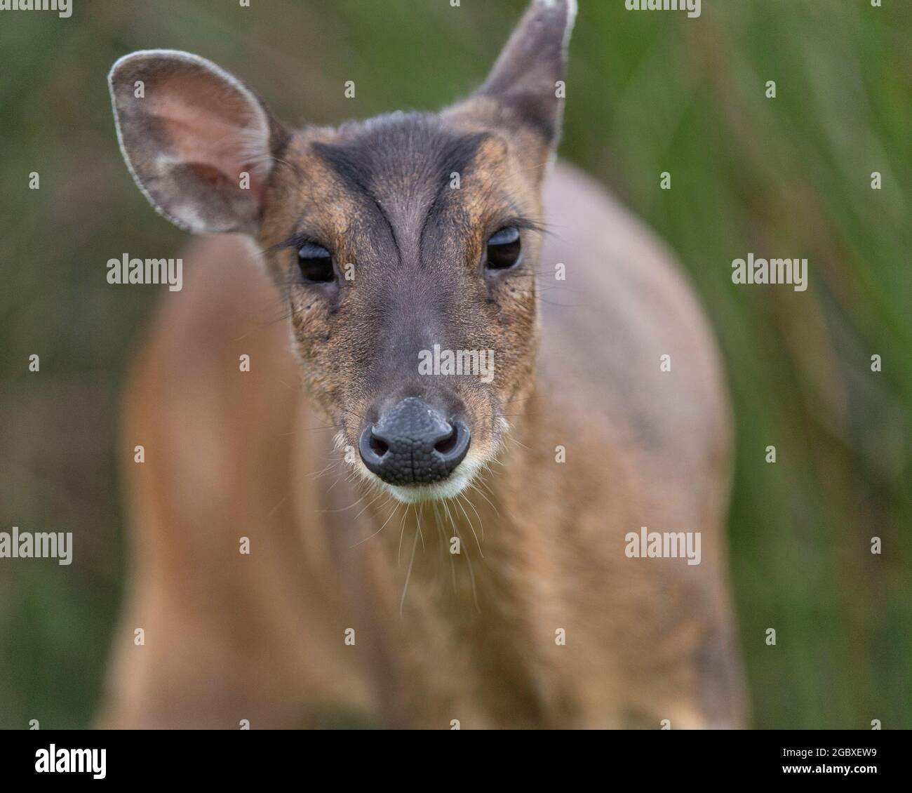 Reeves muntjac Banque de photographies et d’images à haute résolution ...