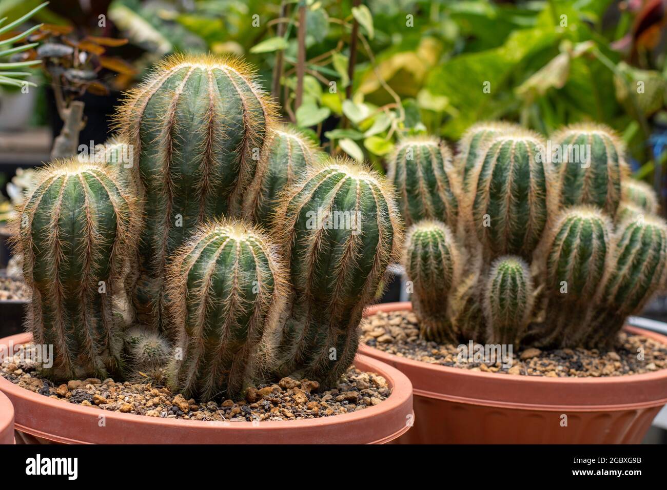 Cactus en pots Banque de photographies et d’images à haute résolution ...
