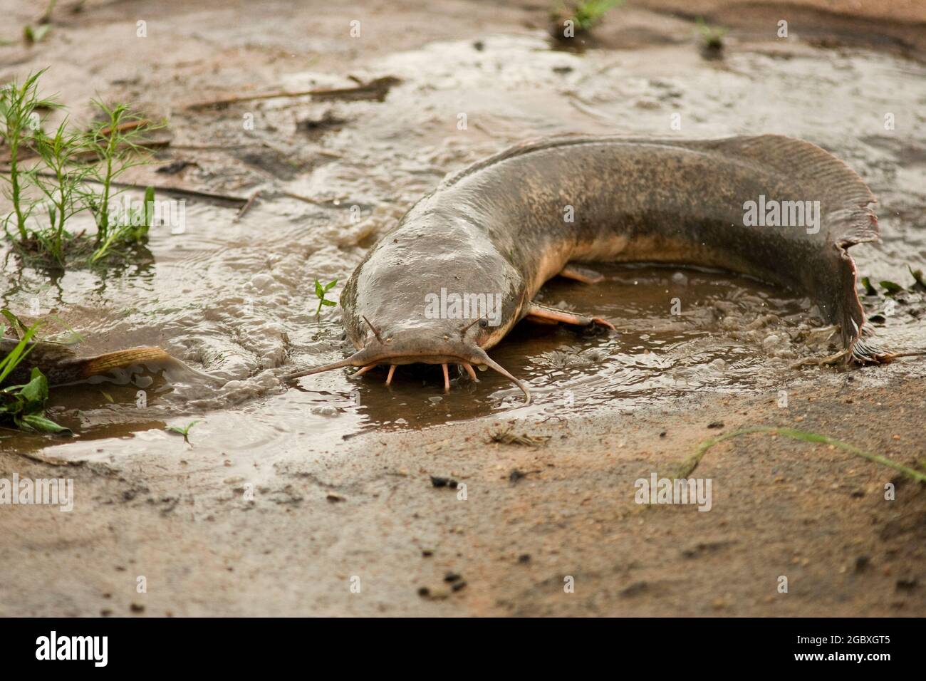 Balade de poisson-chat (Clarias batrachus) font leur chemin à travers ...