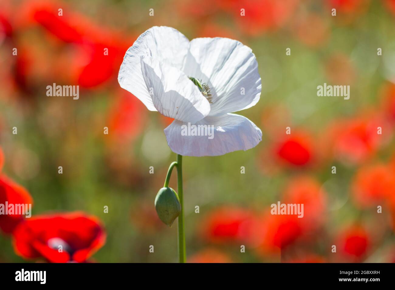 Gros plan d'un coquelicot blanc sauvage dans un champ sous la lumière ...
