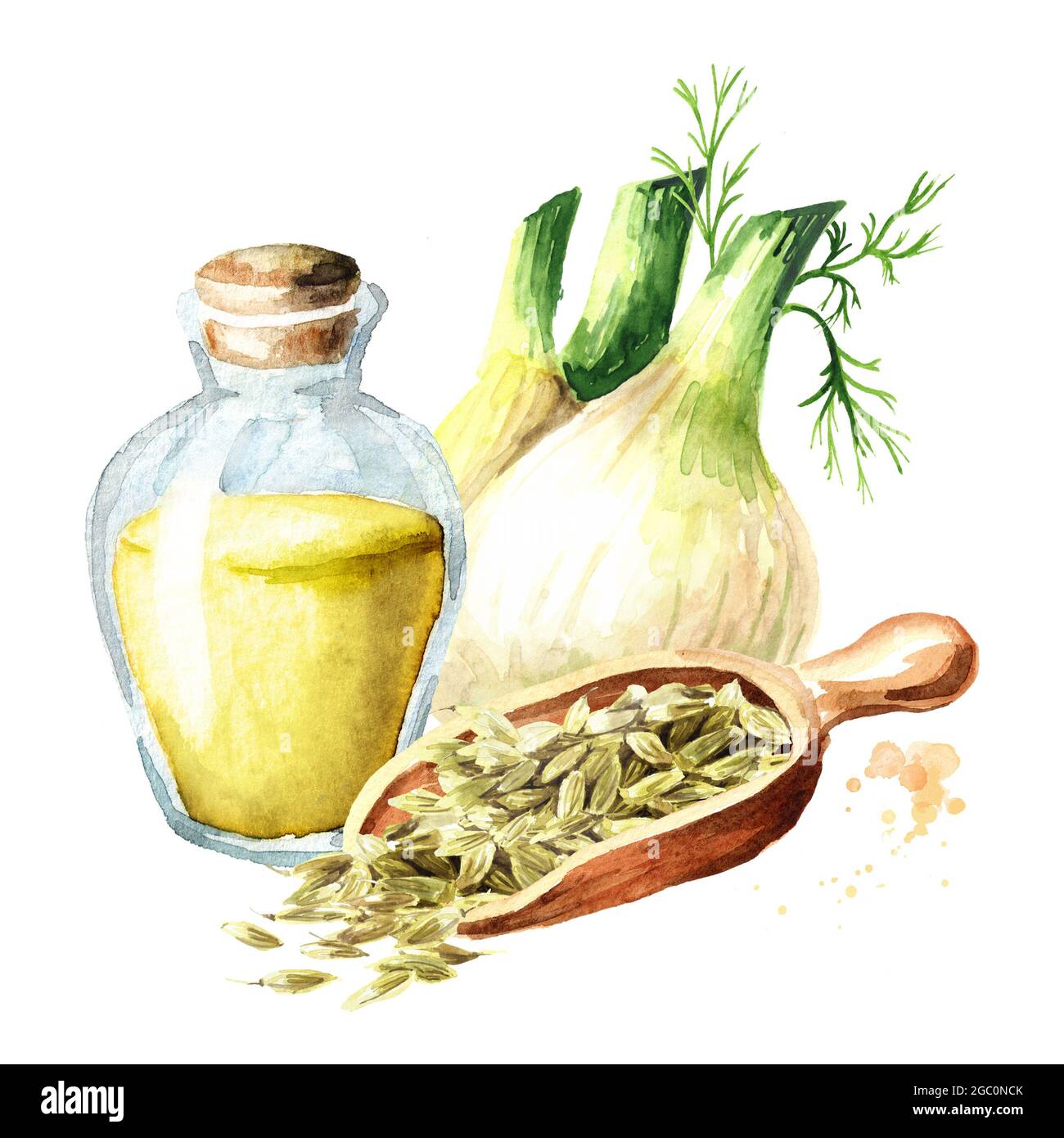 Bulbe de fenouil, bouteille d'huile et graines de fenouil séchées dans ...
