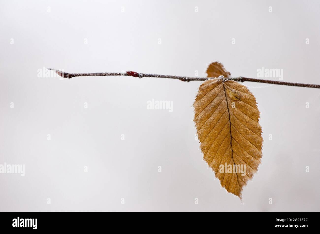 Une feuille ancienne Banque de photographies et d’images à haute ...