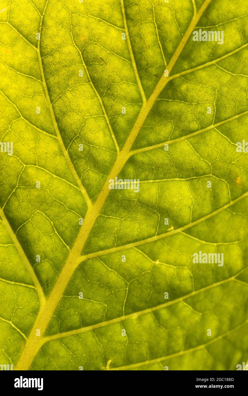 Tabac commun nicotiana tabacum Banque de photographies et d’images à ...