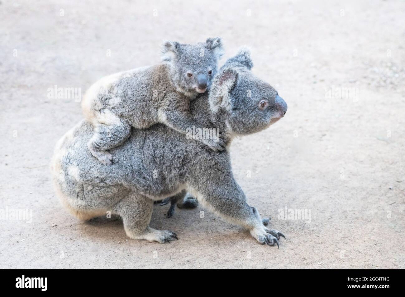 Baby koala Banque de photographies et d’images à haute résolution - Alamy