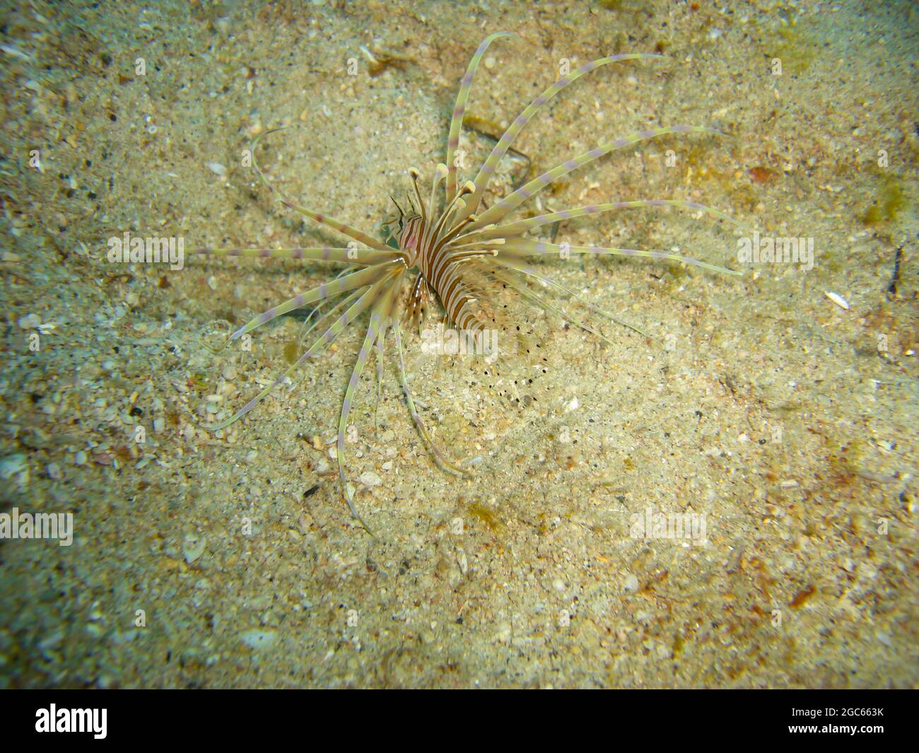 Faune de la mer rouge Banque de photographies et d’images à haute ...