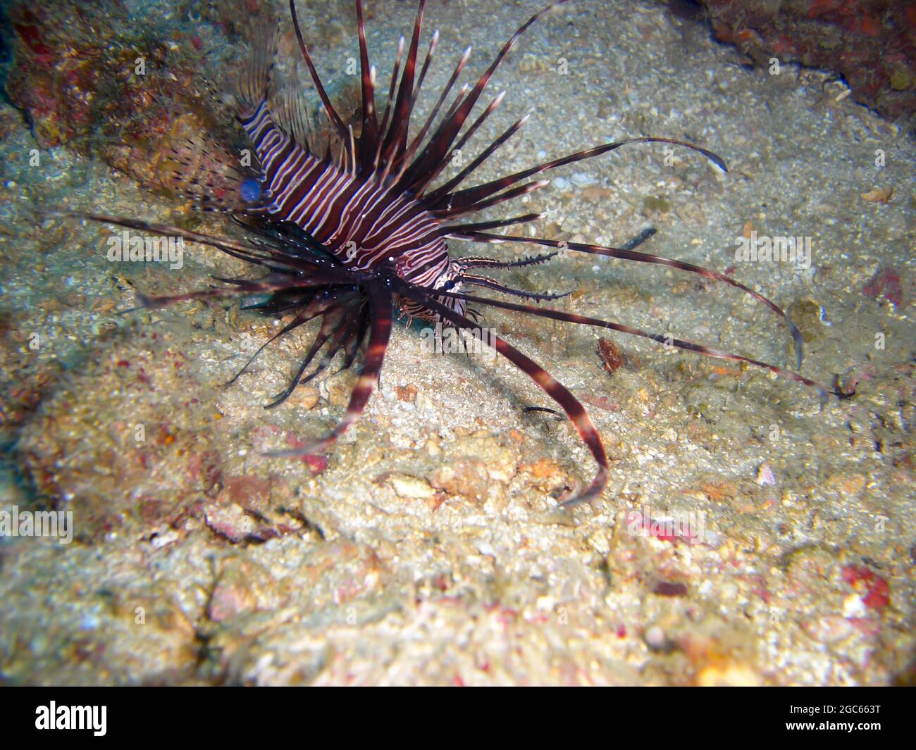 Faune de la mer rouge Banque de photographies et d’images à haute ...
