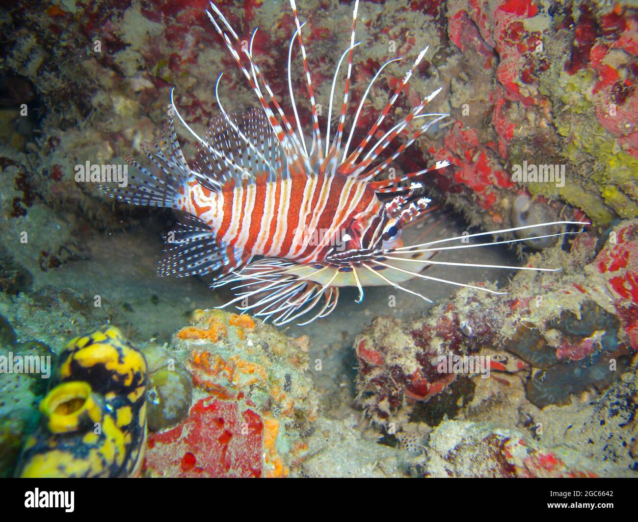 Faune de la mer rouge Banque de photographies et d’images à haute ...