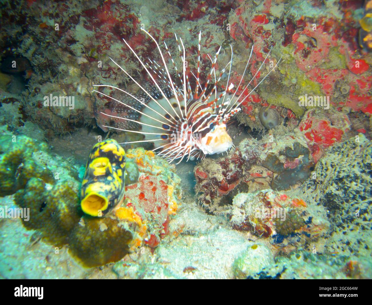 Faune de la mer rouge Banque de photographies et d’images à haute ...