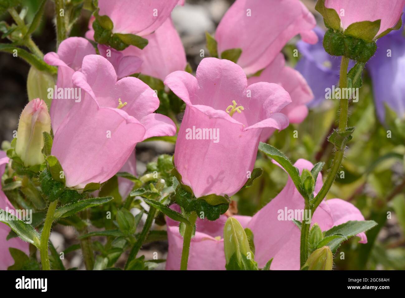 Fleurs roses en forme de cloche Banque de photographies et d’images à ...