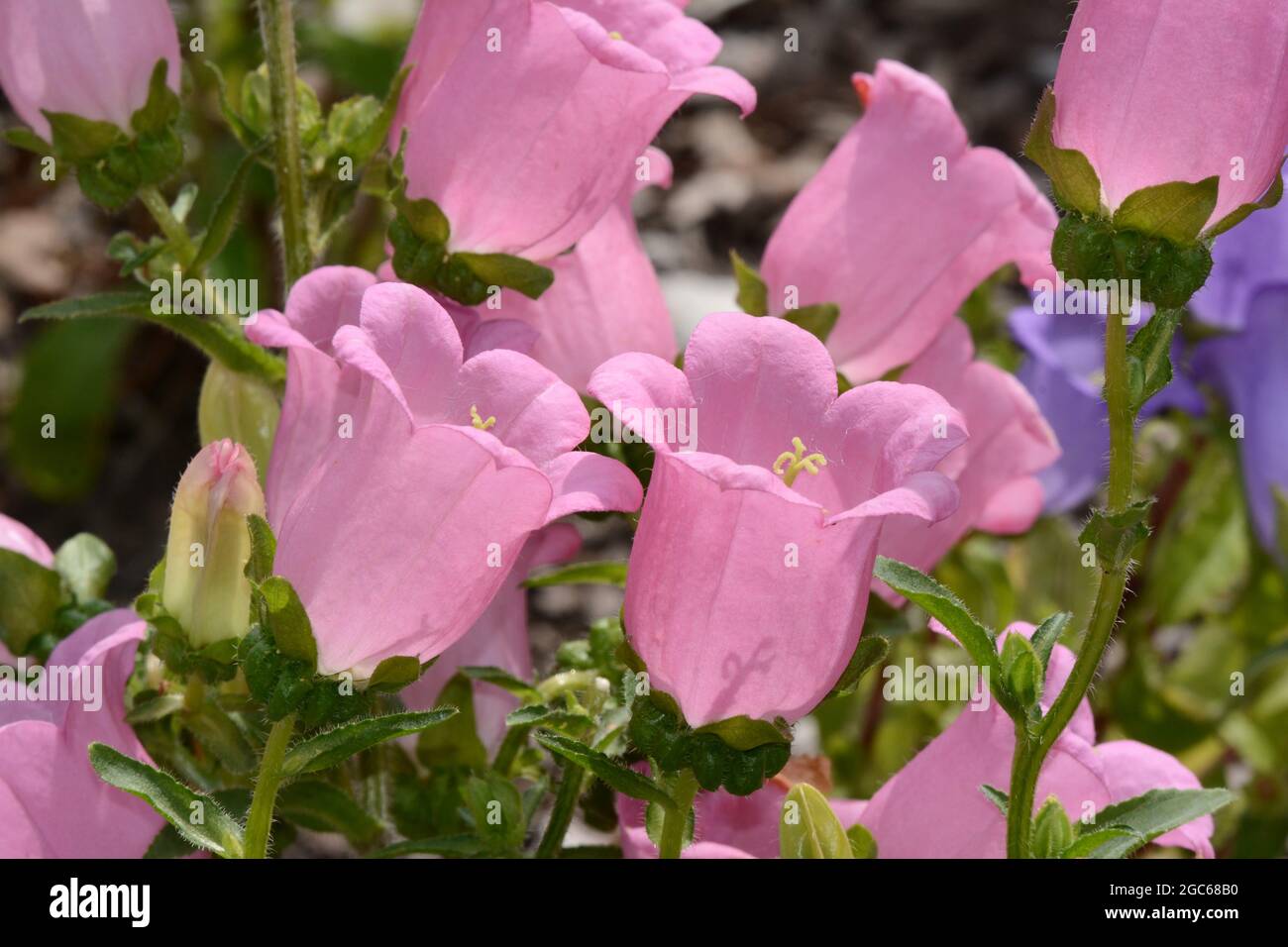 Fleurs en forme de cloche roses Banque de photographies et d’images à ...