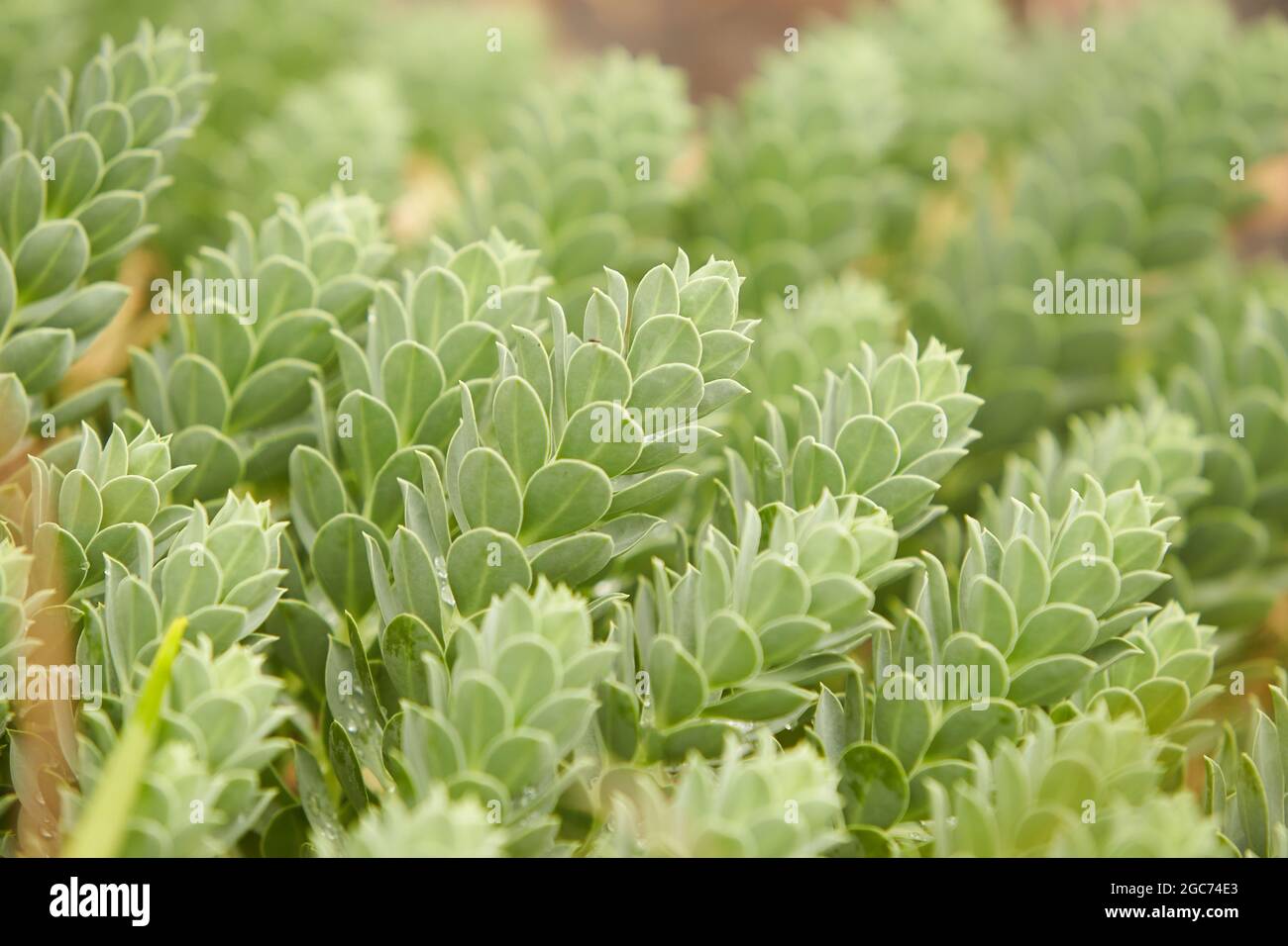 Hardy hebe Banque de photographies et d’images à haute résolution - Alamy