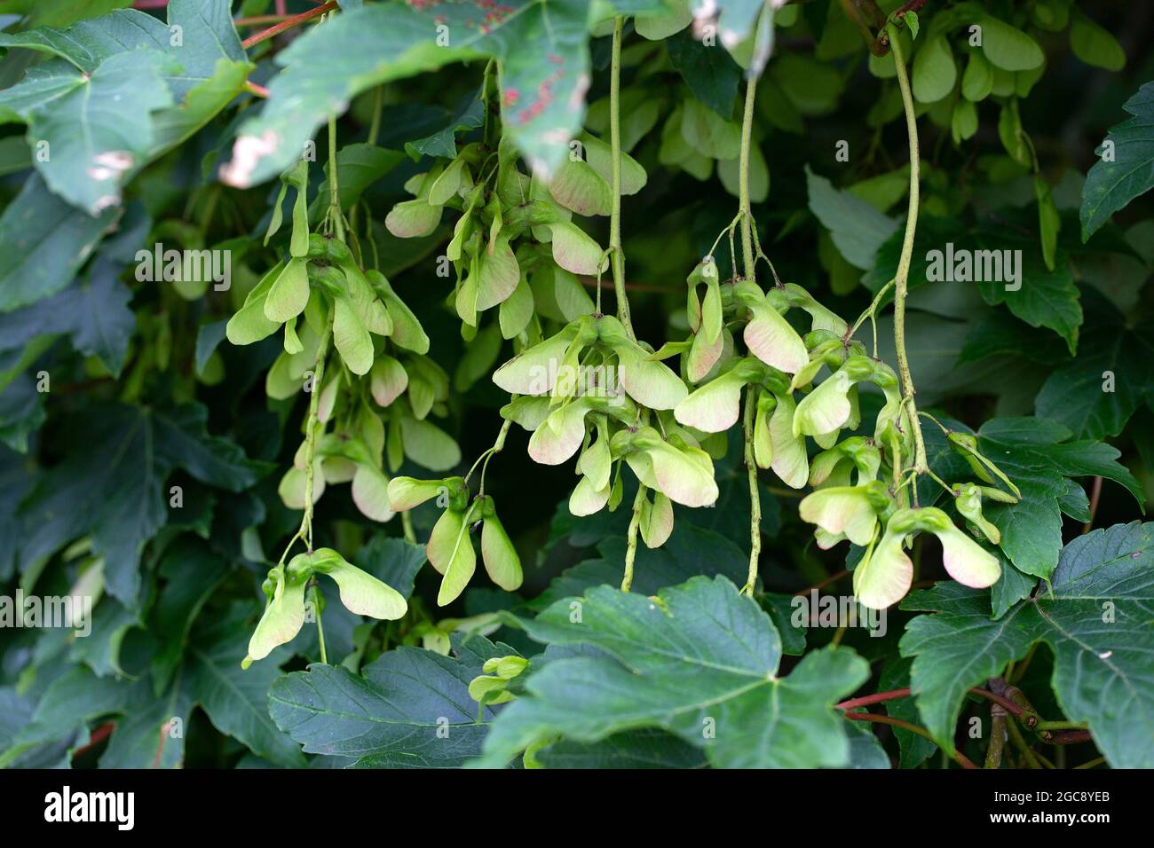Acer pseudoplatanus seed Banque de photographies et d’images à haute ...
