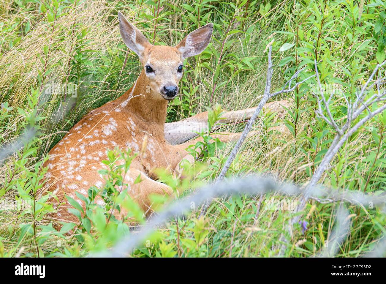 Champ de puces de printemps Banque de photographies et d’images à haute ...