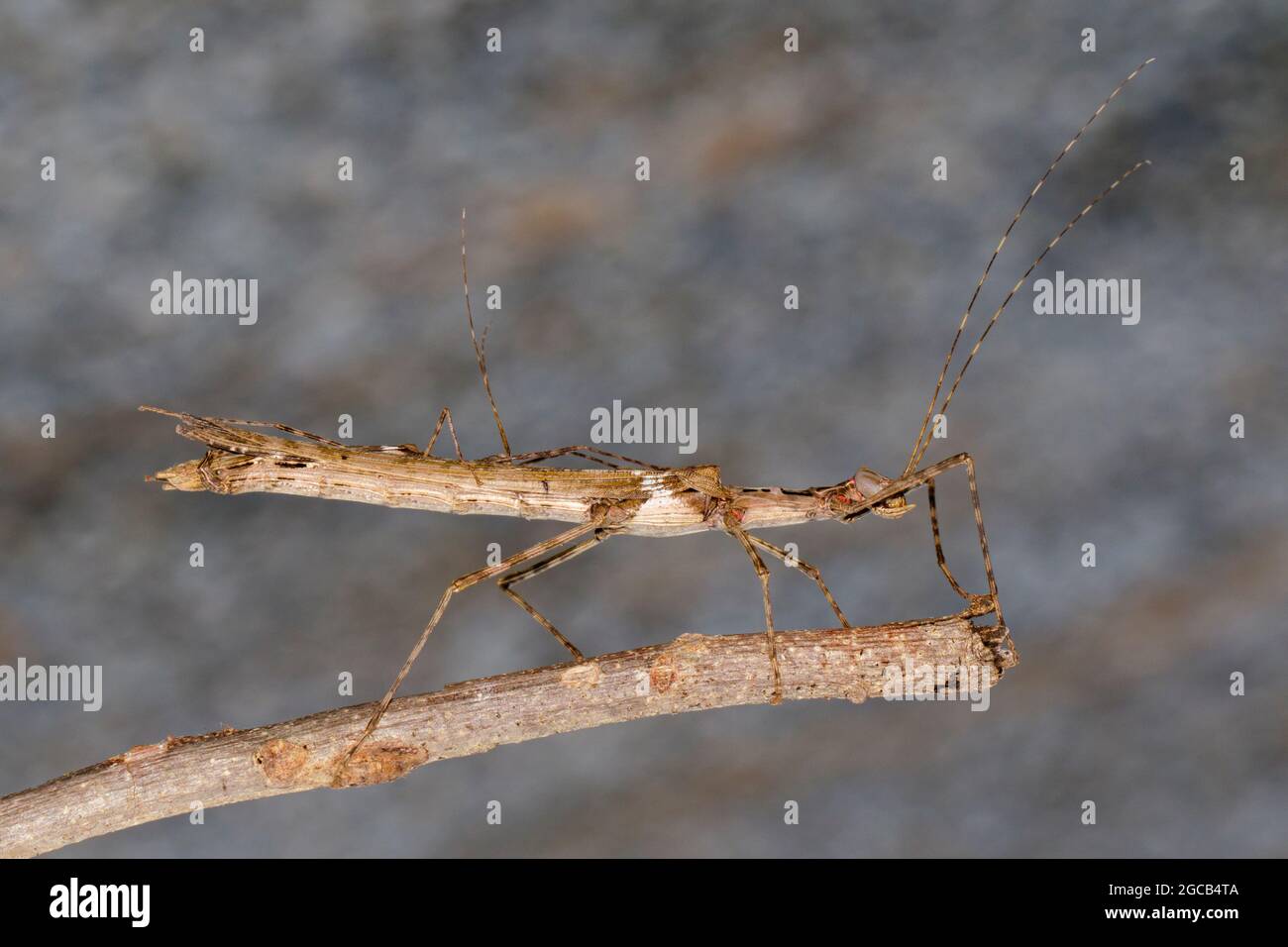 Image d'un insecte géant de bâton de siam et bébé d'insecte de bâton ...