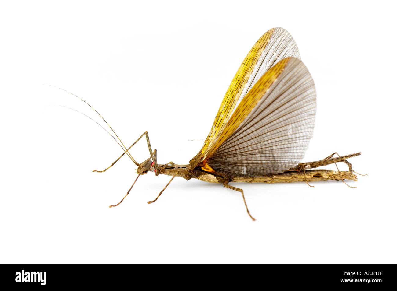 Image d'un insecte géant de bâton de siam et d'un bébé d'insecte de ...