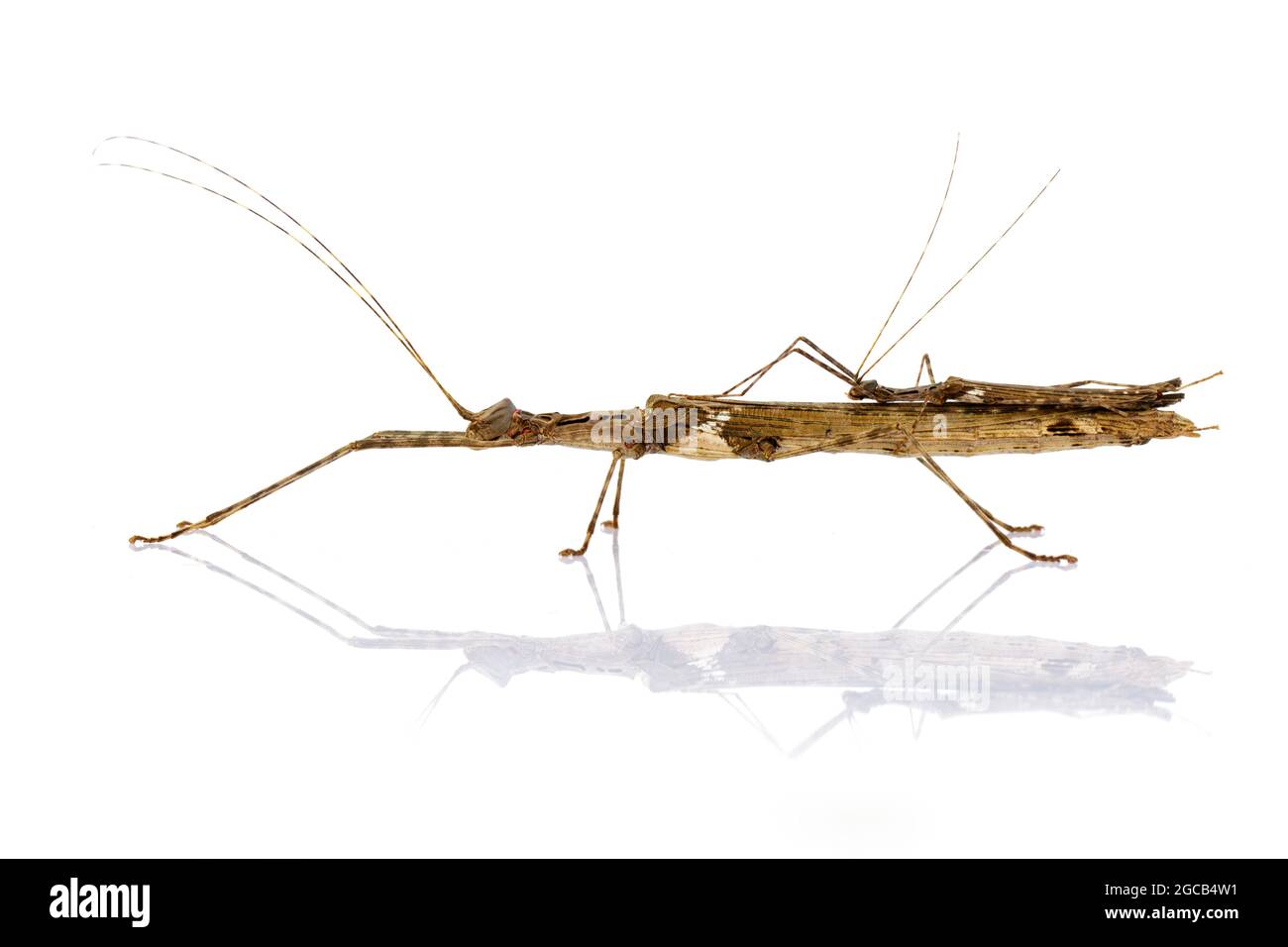 Image d'un insecte géant de bâton de siam et d'un bébé d'insecte de ...