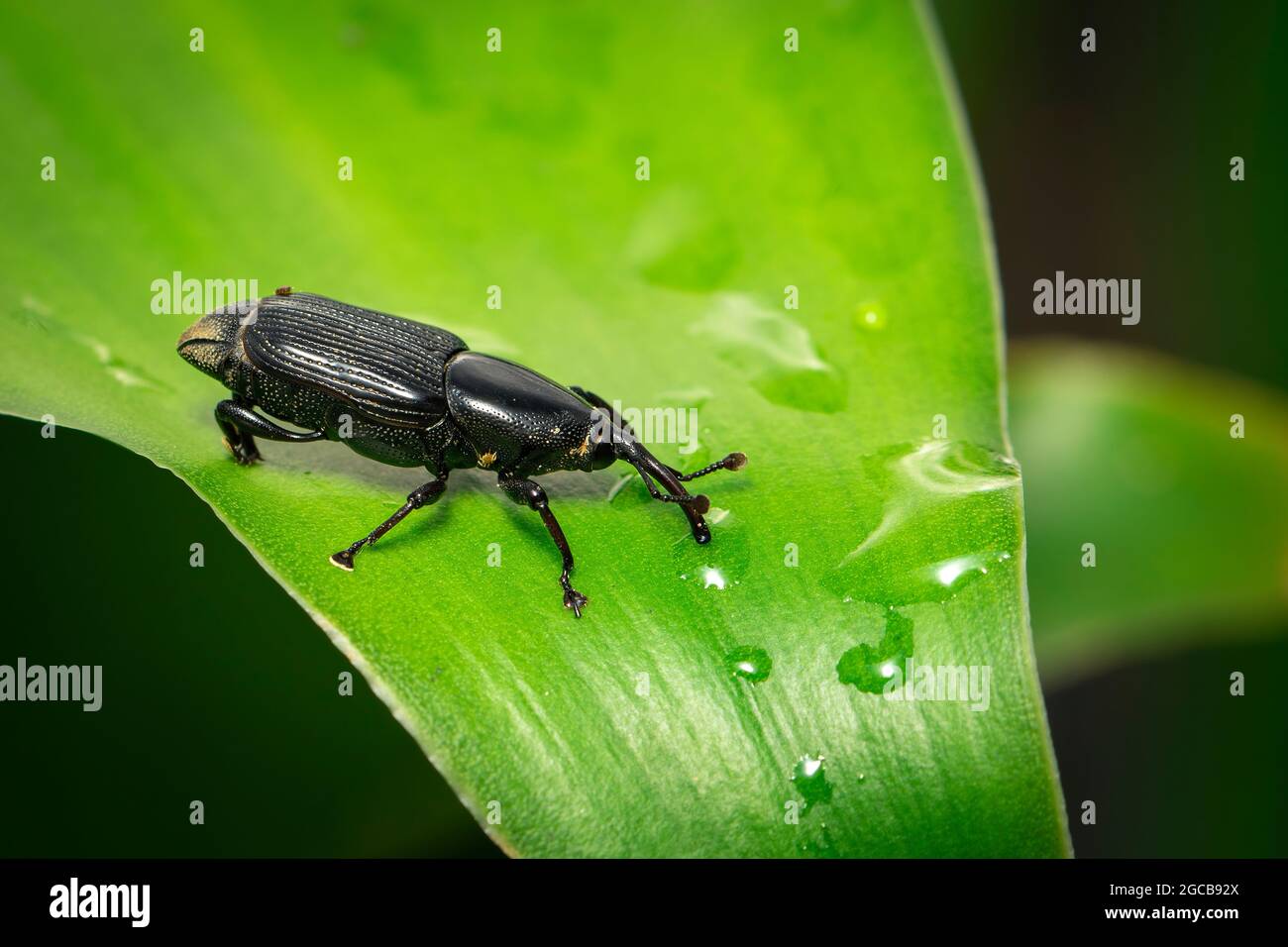 Image du coléoptère de la banane (Cosmopolites sordidus) sur des ...