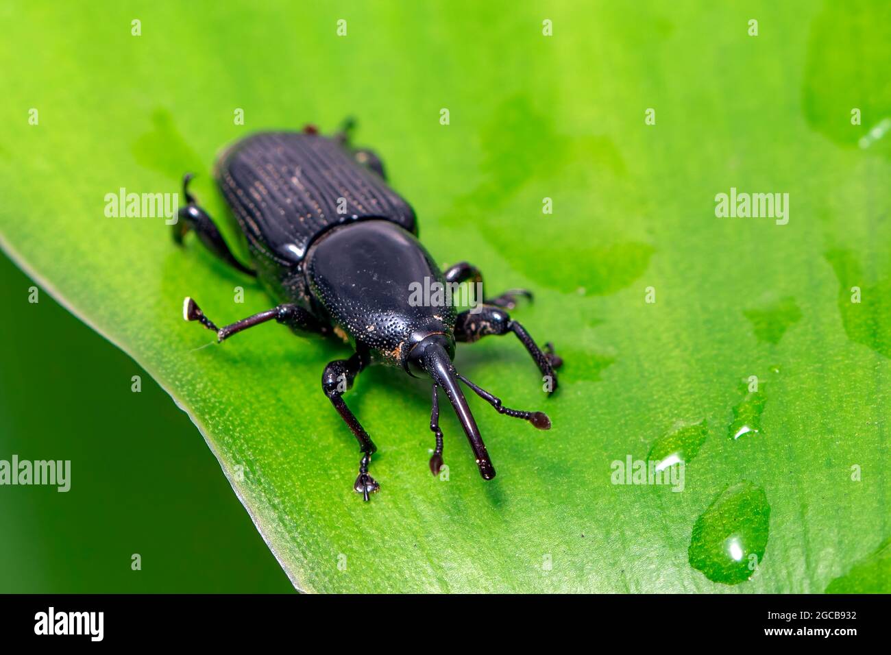 Mouche sur feuille de bananier Banque de photographies et d’images à ...