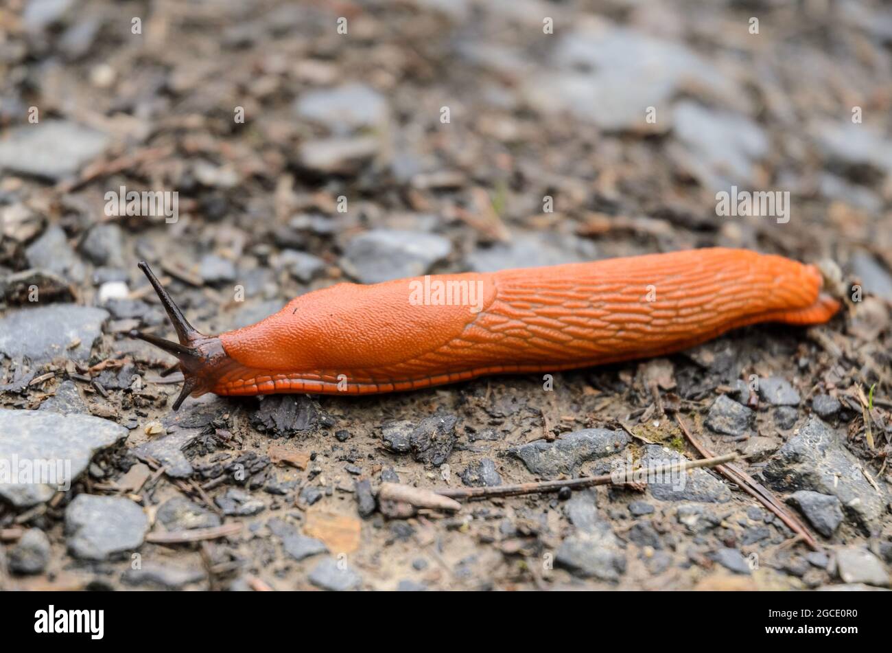 Grosse limace orange Banque de photographies et d’images à haute ...