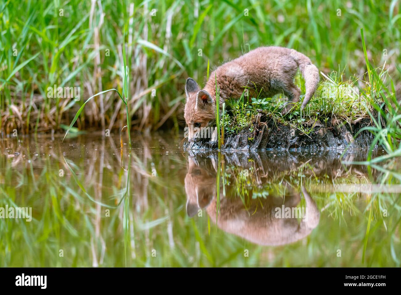 Le jeune renard roux (Vulpes vulpes) se noue la tête à la surface de l ...