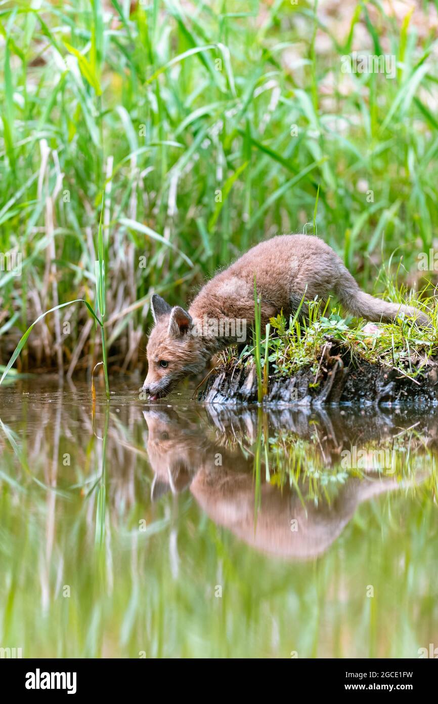 Le jeune renard roux (Vulpes vulpes) se noue la tête à la surface de l ...