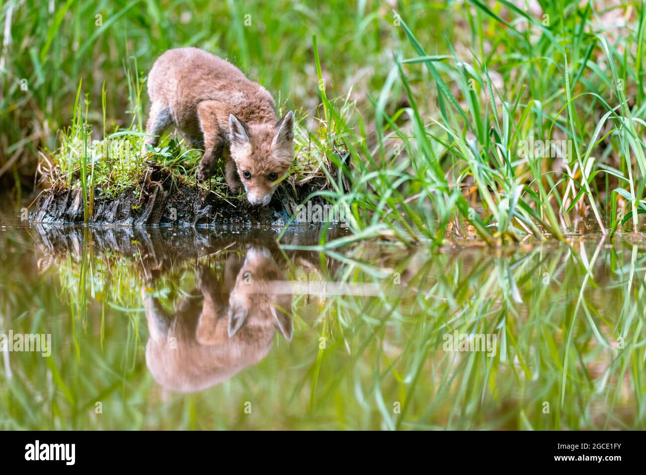 Le jeune renard roux (Vulpes vulpes) se noue la tête à la surface de l ...
