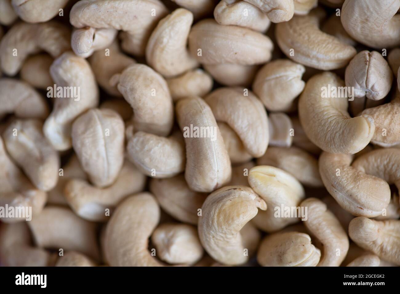 La Noix De Cajou Est Sur L'arbre Banque d'image et photos - Alamy